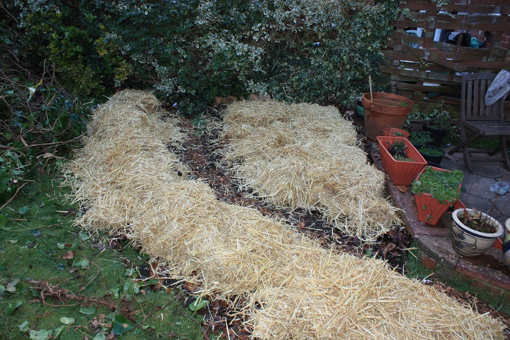 potato patch – Woking Environment Action